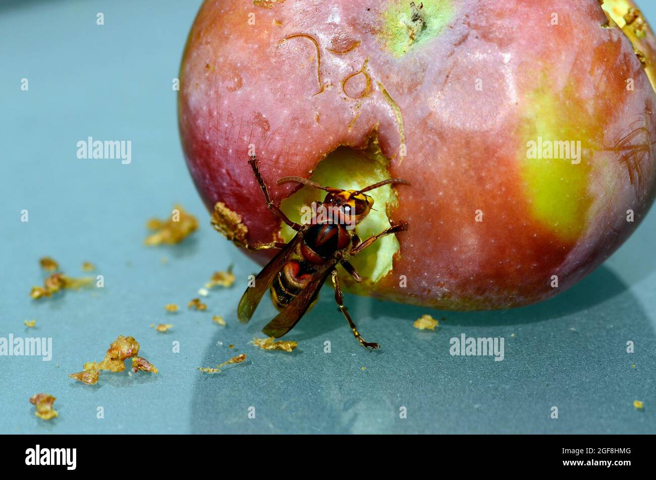 Austria, European Hornet eat an apple Stock Photo - Alamy