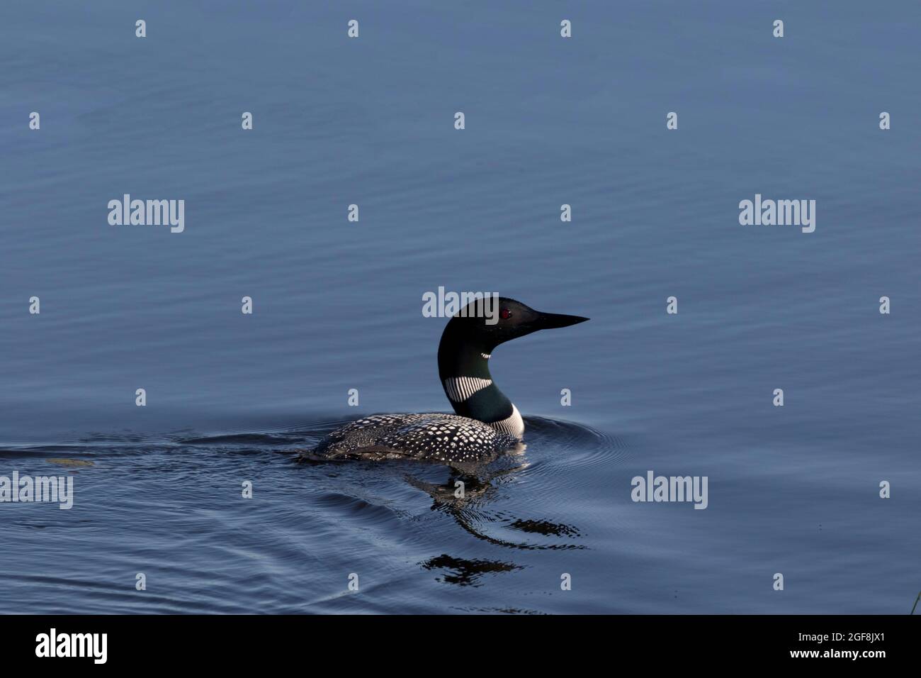 Beauty of Common Loon highlighted against blue water of restored ...