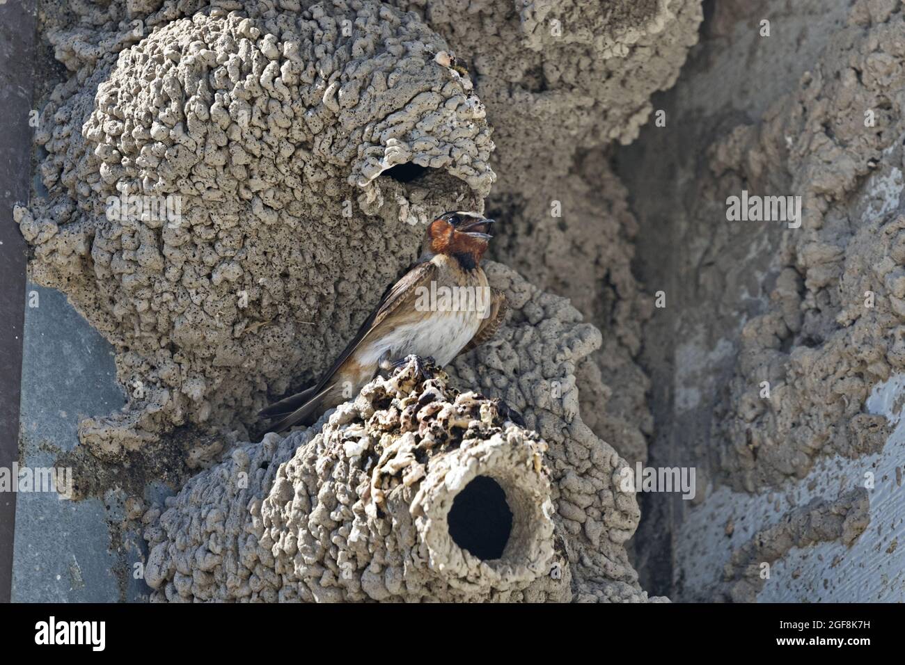 Cliff swallow, beak open and calling, atop mud nest opening at Bear ...