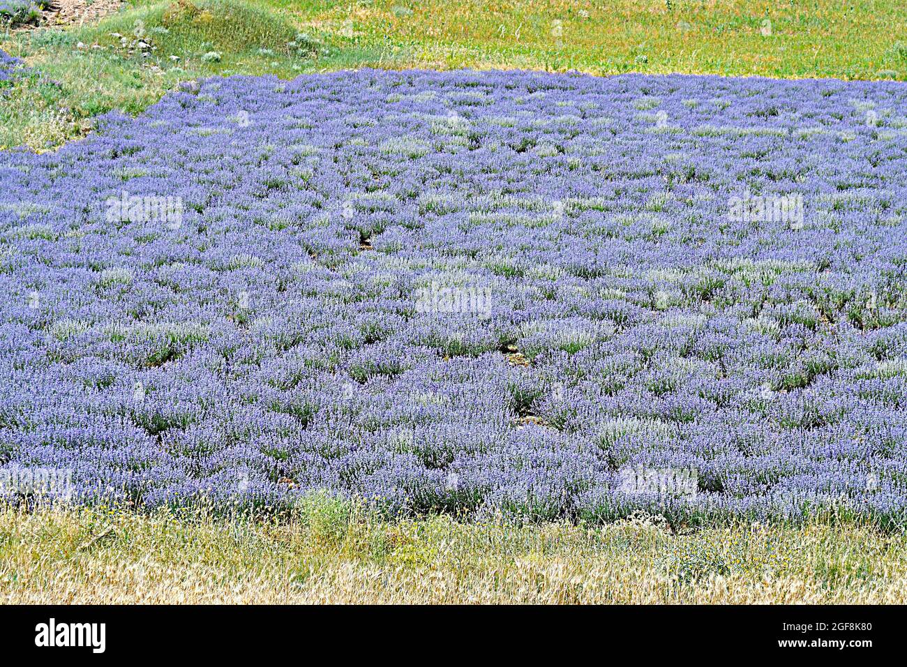 Greece, flowering lavender field Stock Photo - Alamy