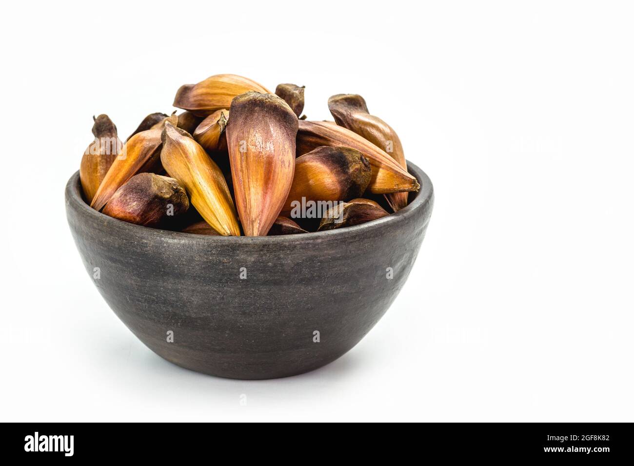 pinaceae or araucariaceae seed, used in cooking, typical winter fruit ...