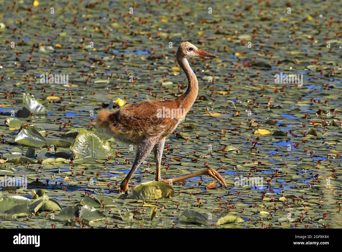 Glowing tawyn hues of young sandhill crane colt walking in water and ...