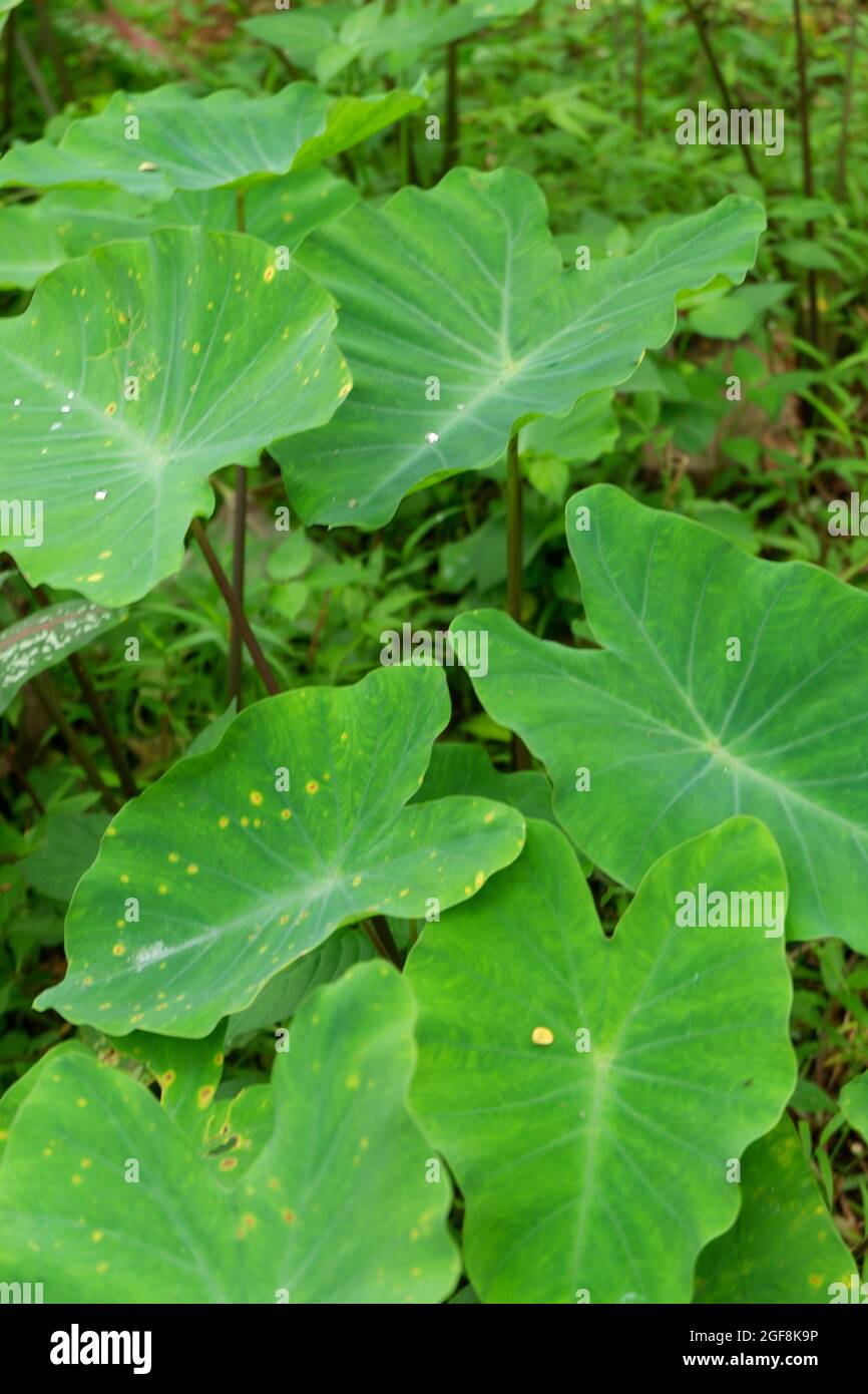 Vertical shot of a plant with big green leaves Stock Photo - Alamy