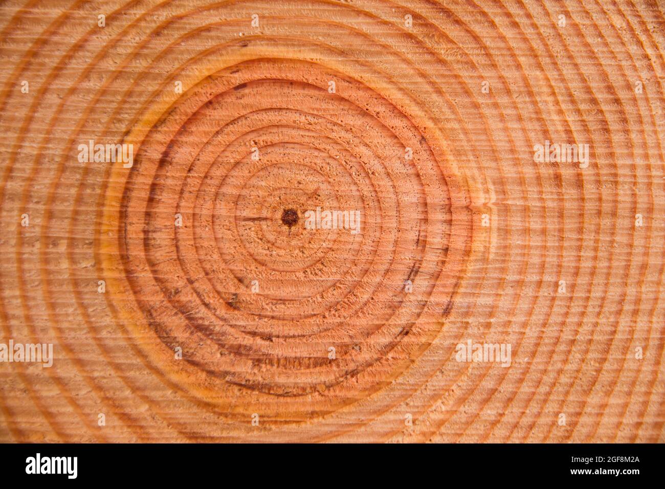 Details of the rings perpendicular to the trunk of a pine tree Stock ...