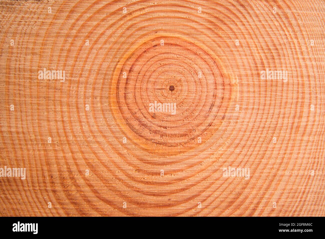 Details of the rings perpendicular to the trunk of a pine tree Stock ...