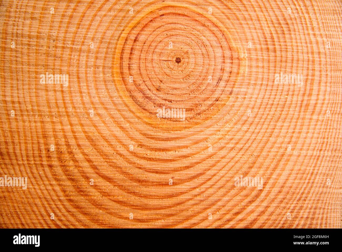 Details of the rings perpendicular to the trunk of a pine tree Stock ...