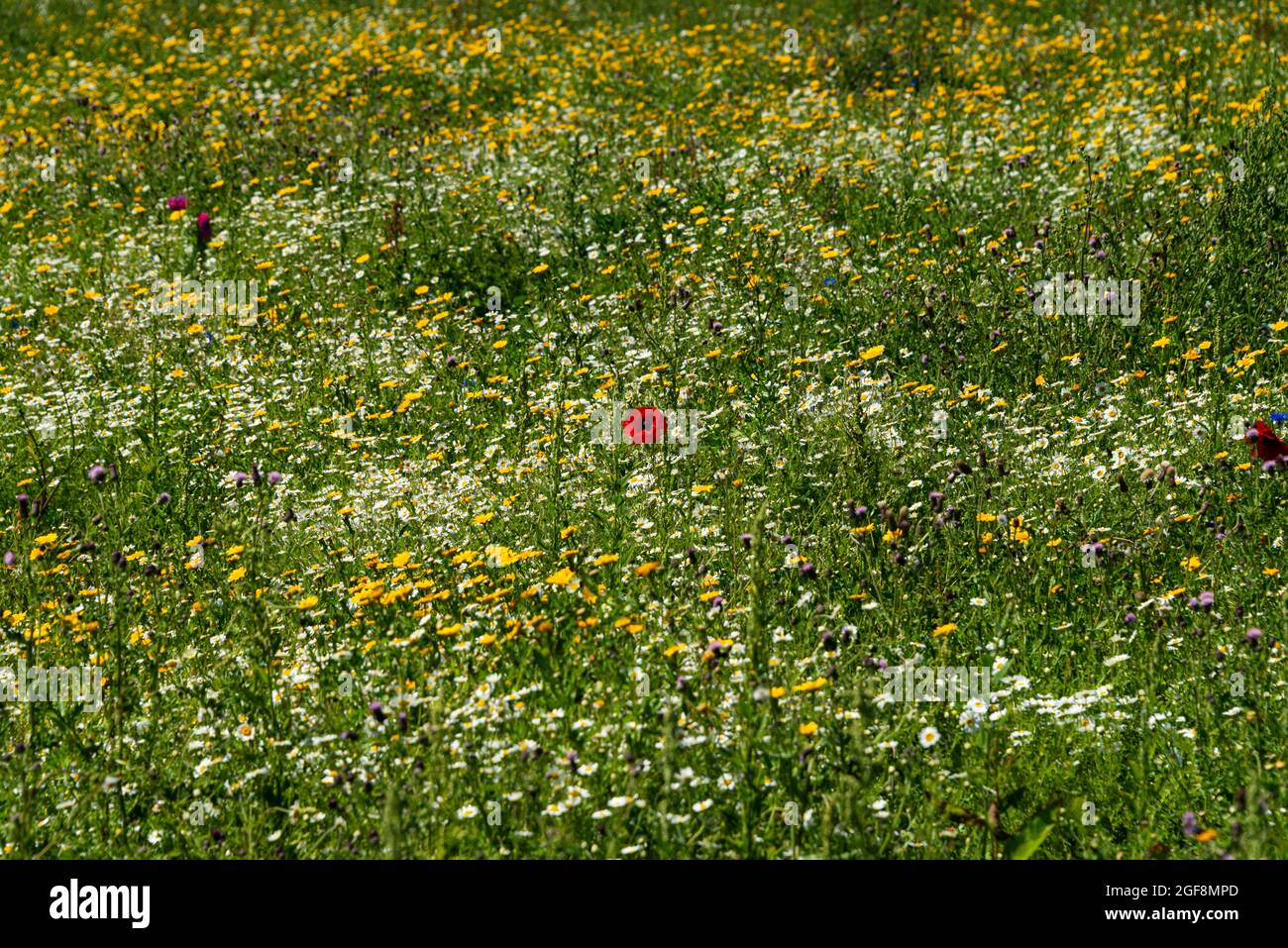 A wildflower meadow Stock Photo - Alamy