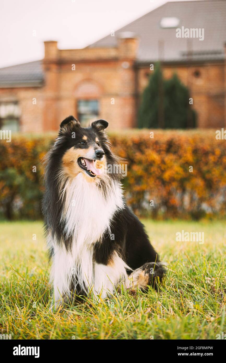 Tricolor Rough Collie, Funny Scottish Collie, Long-haired Collie ...