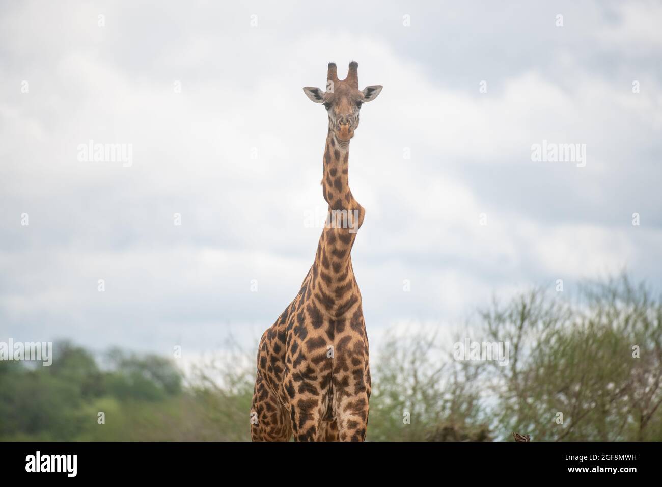 A giraffe with a severely twisted vertebrae or two, but he stands ...