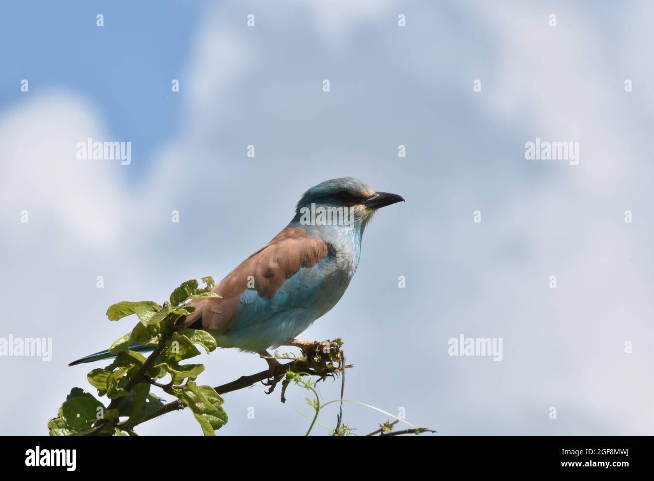 European Roller Bird Stock Photo - Alamy