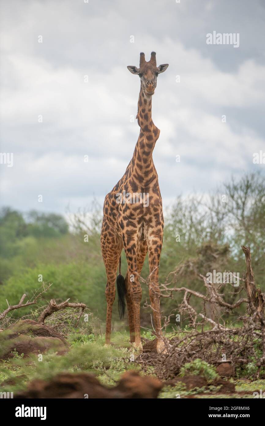 A Giraffe With A Severely Twisted Vertebrae Or Two But He Stands Strong And Healthy This Is