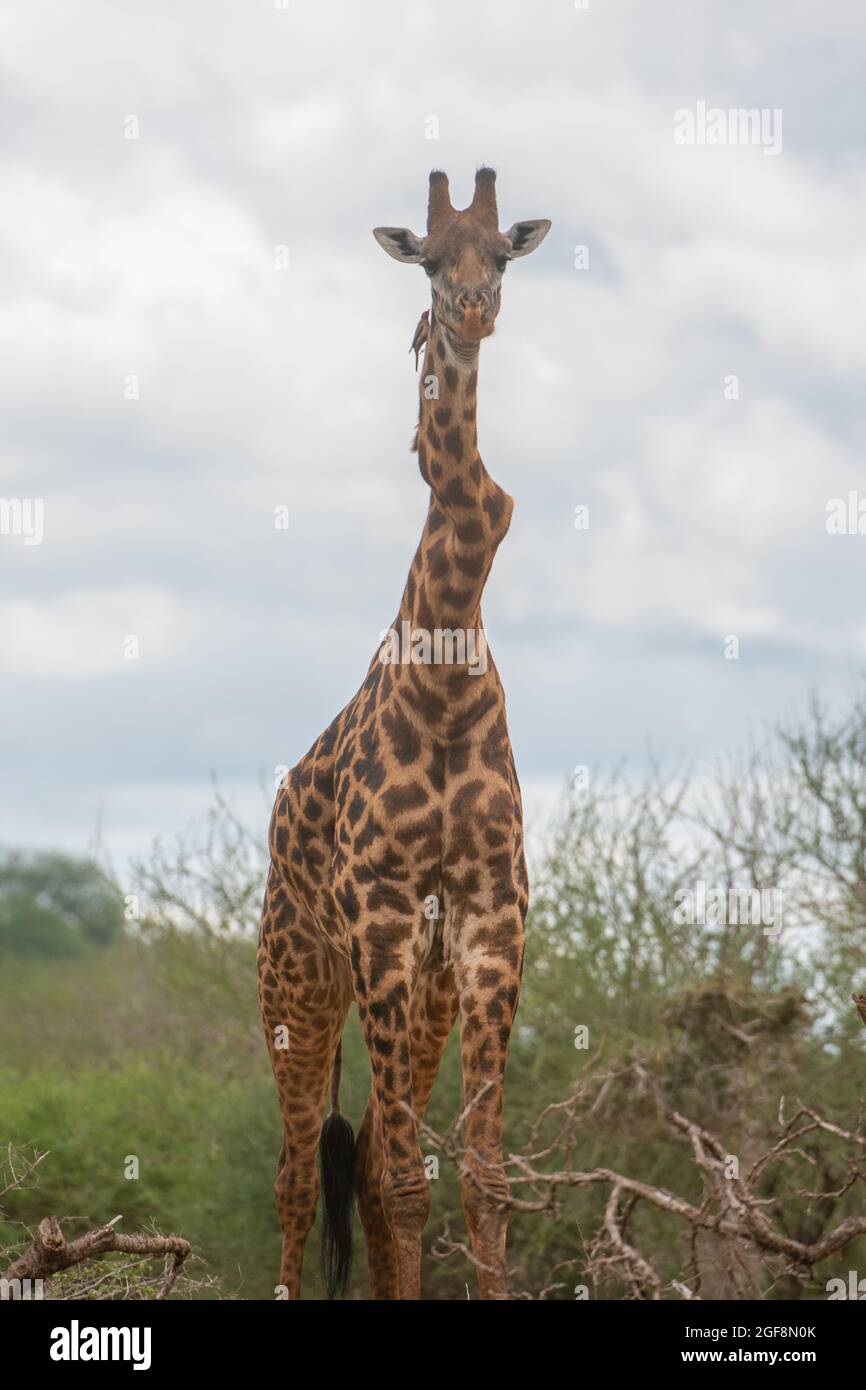 A giraffe with a severely twisted vertebrae or two, but he stands ...