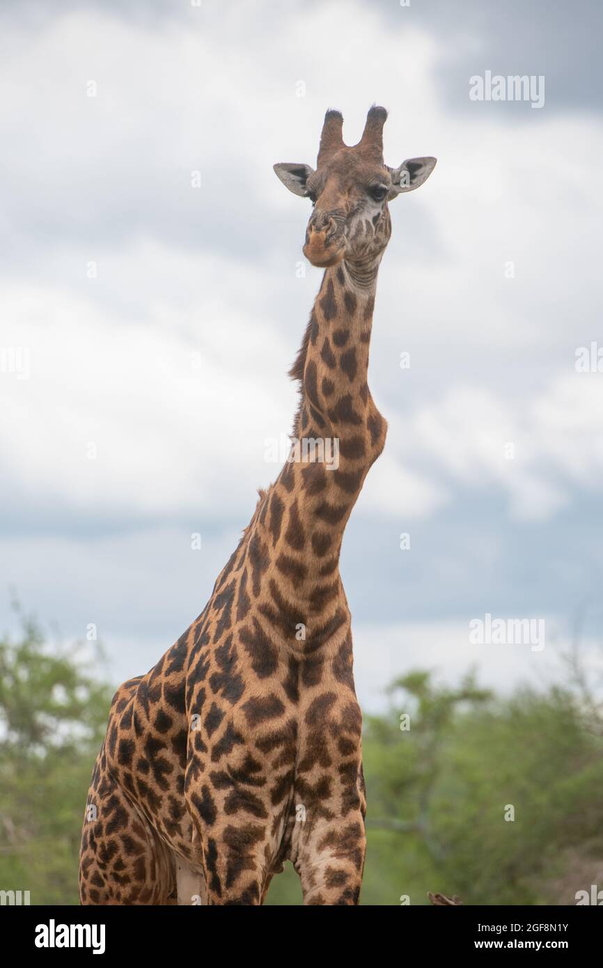 A giraffe with a severely twisted vertebrae or two, but he stands ...