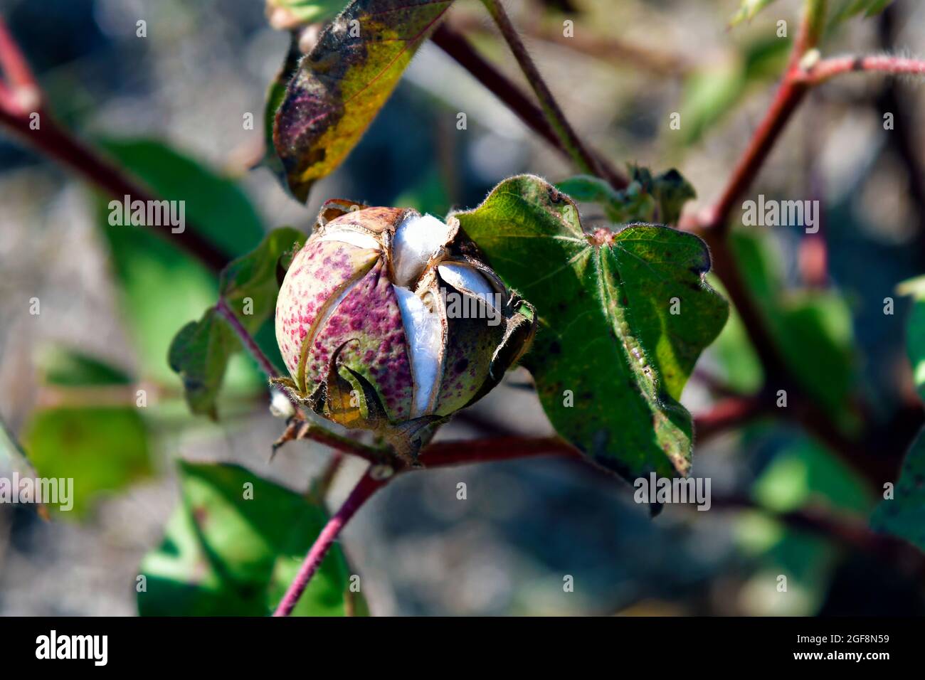 Greece, cotton plant Stock Photo - Alamy