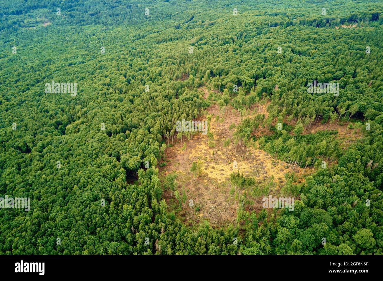Green forest, aerial view. Nature landscape of pine trees, bird eye ...