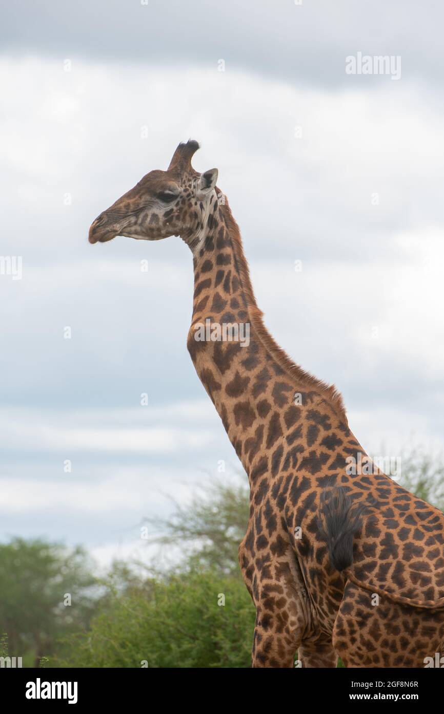 A giraffe with a severely twisted vertebrae or two, but he stands ...