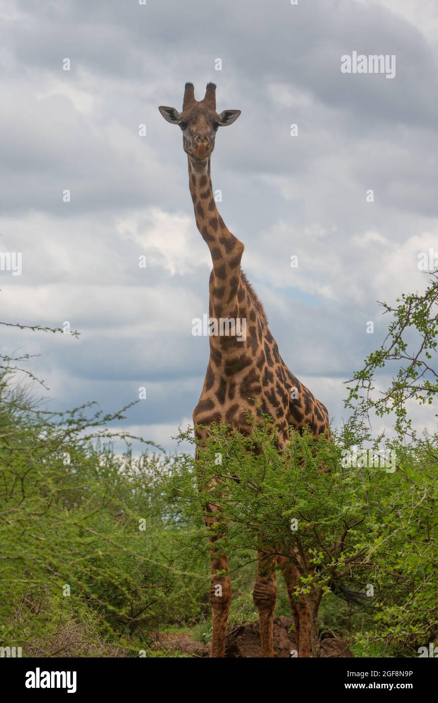 A giraffe with a severely twisted vertebrae or two, but he stands ...