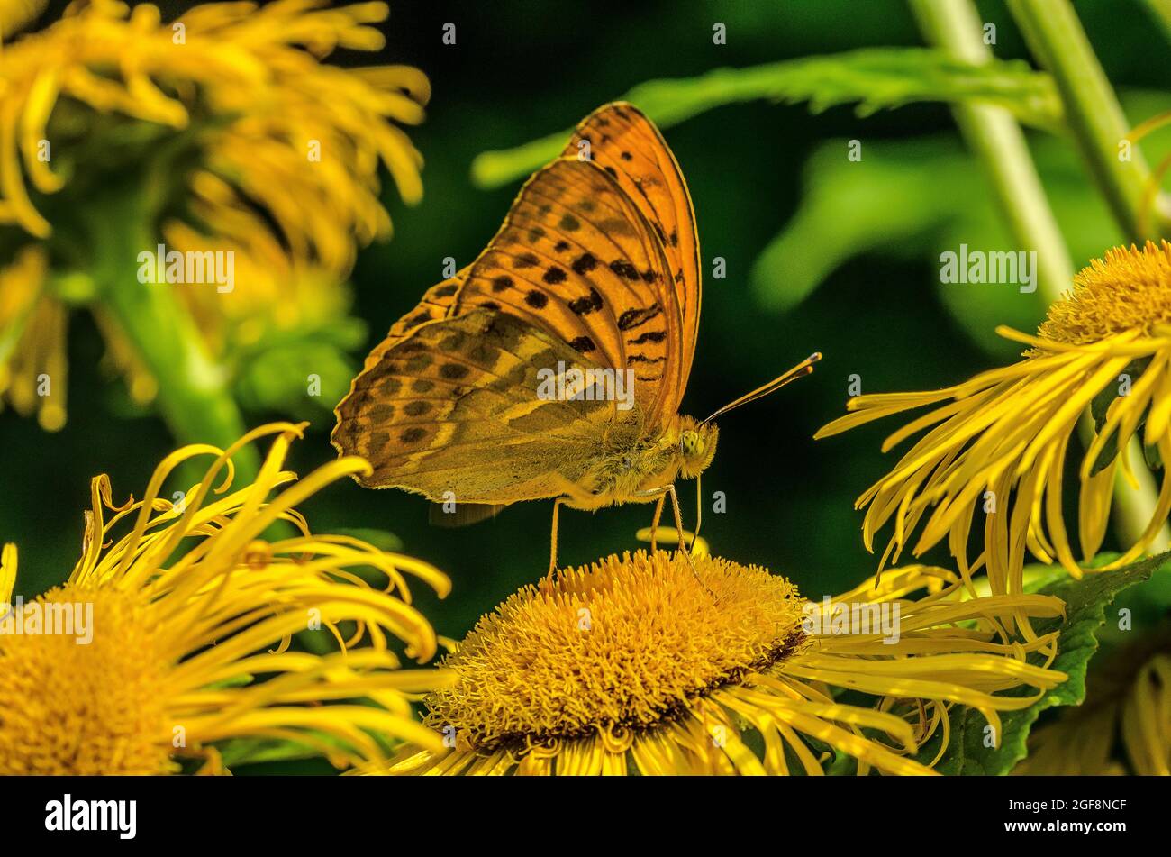 Boloria selene, known as the small pearl-bordered fritillary or as the ...