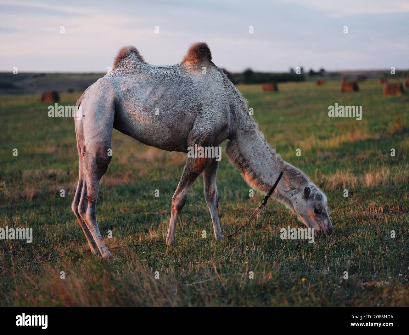 camel eating grass in a field safari park landscape mammals Stock Photo ...