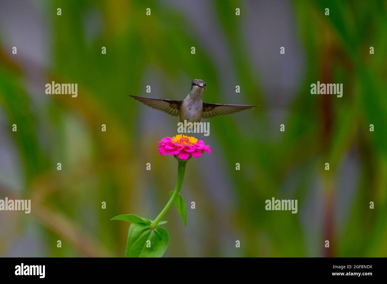 Closeup shot of a Colibri flying above a pink flower Stock Photo - Alamy