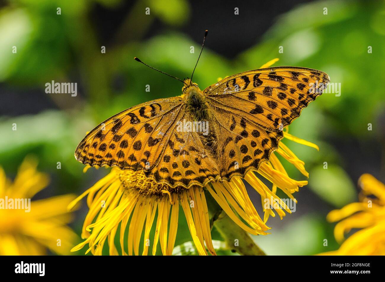 Boloria selene, known as the small pearl-bordered fritillary or as the ...