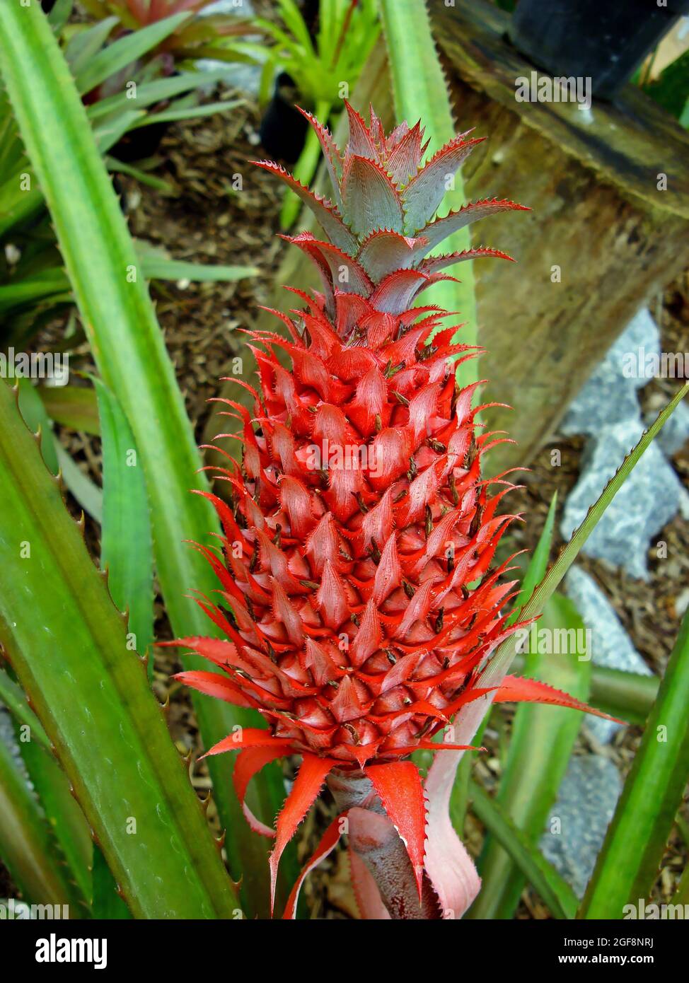 Red pineapple on garden, Rio Stock Photo - Alamy