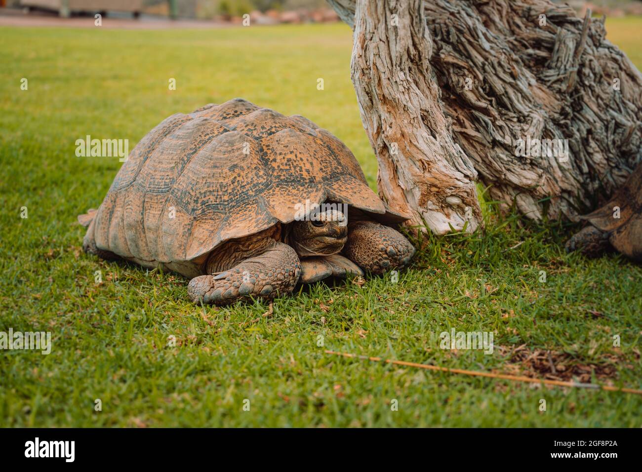 Gopher wood hi-res stock photography and images - Alamy