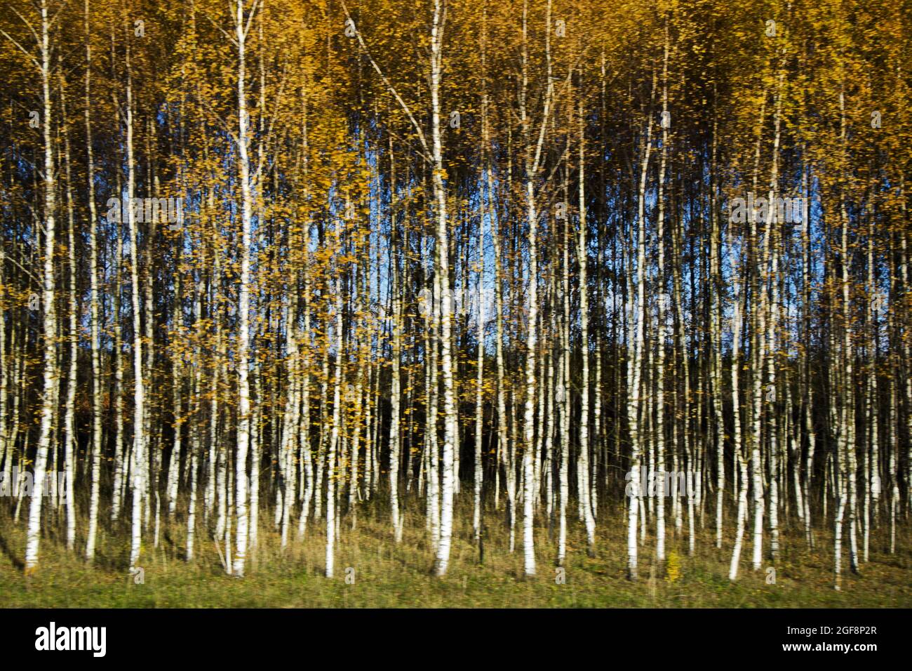 Beautiful view of many trees in a forest Stock Photo - Alamy