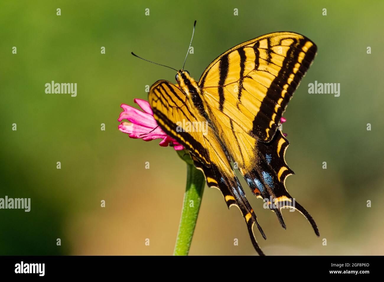 Shallow focus shot of a yellow striped butterfly standing on the pink ...