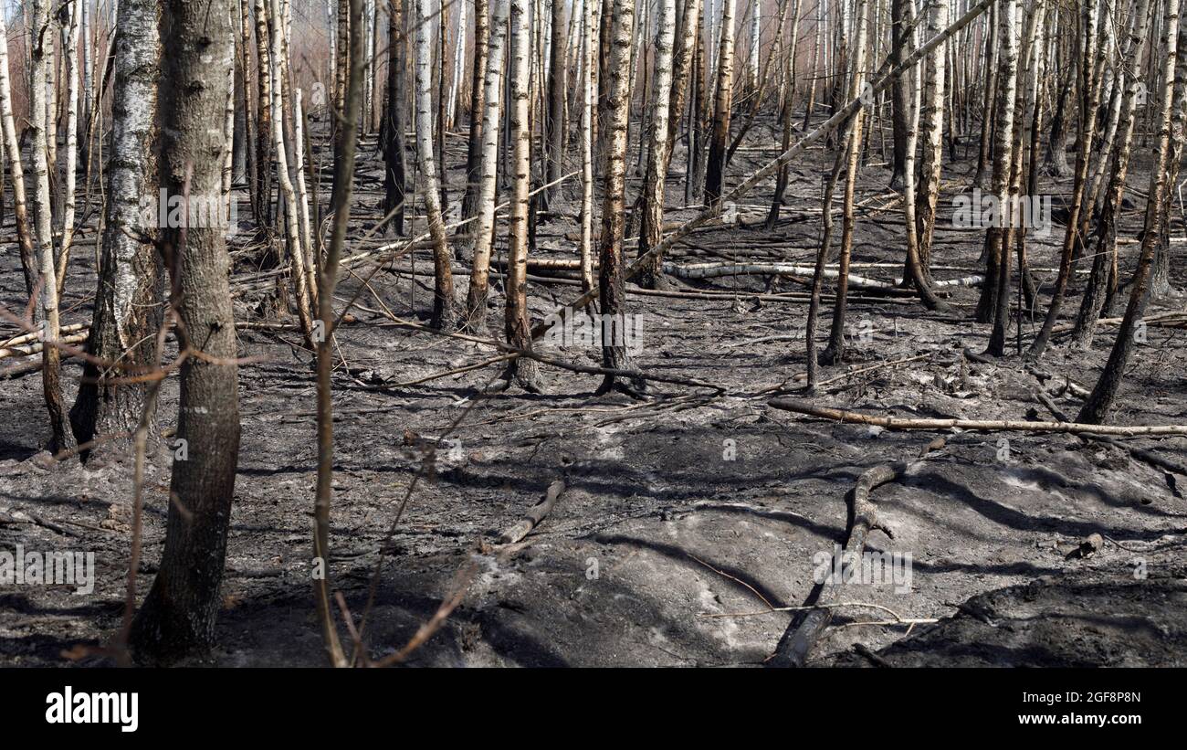 Burnt roots hi-res stock photography and images - Alamy