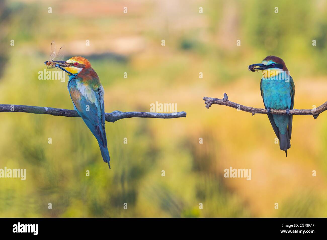 Beautiful beak hi-res stock photography and images - Alamy