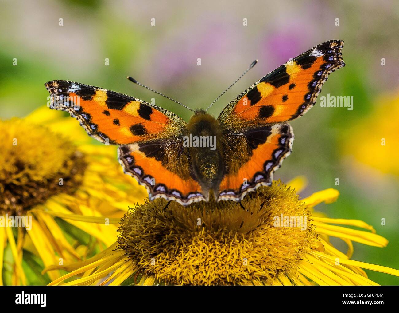 The small tortoiseshell (Aglais urticae) a colourful Eurasian butterfly ...