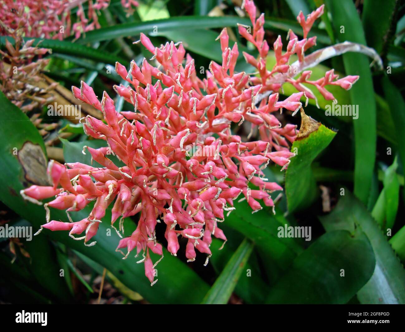 Bromeliad inflorescence on tropical garden, Rio Stock Photo - Alamy