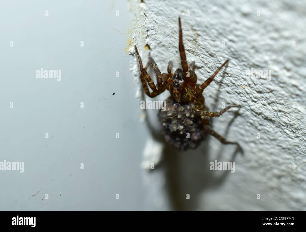 Nasty bug hi-res stock photography and images - Alamy