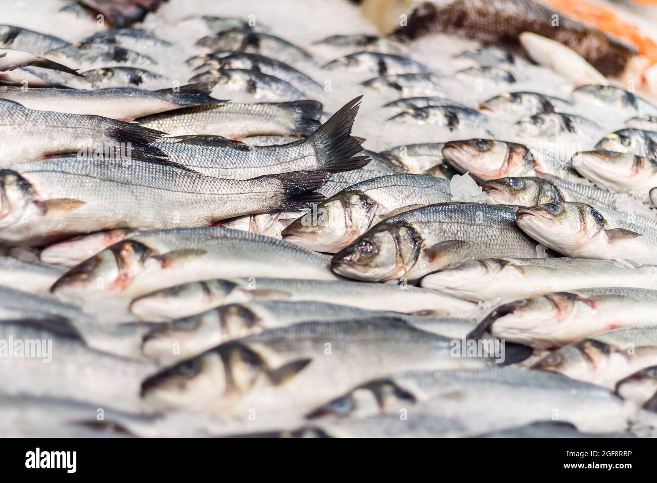 Fresh sea fish in ice Stock Photo - Alamy