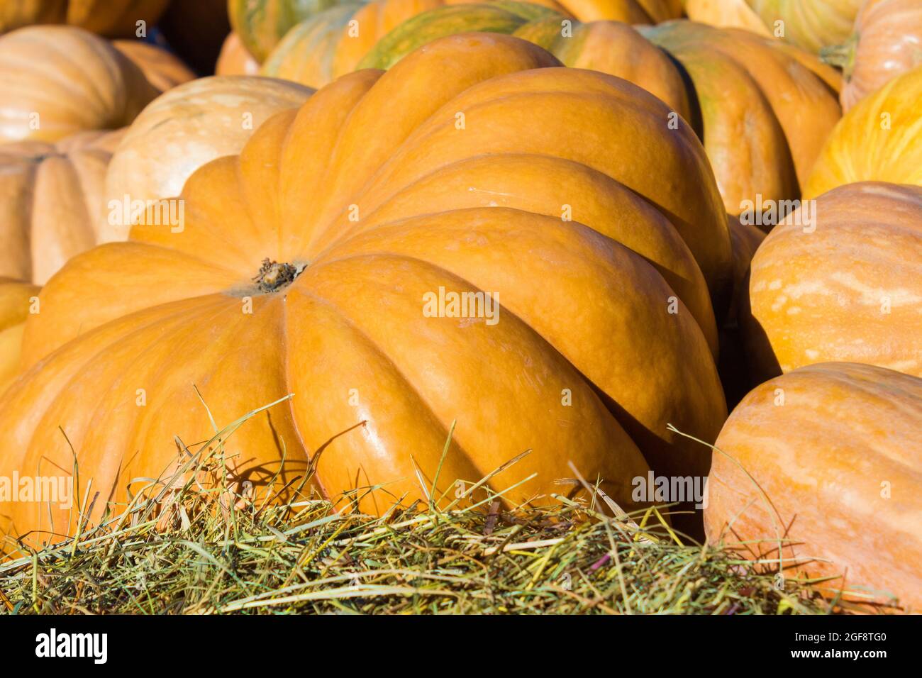 Pumpkins close-up. Big Pumpkin on the green grass Stock Photo - Alamy