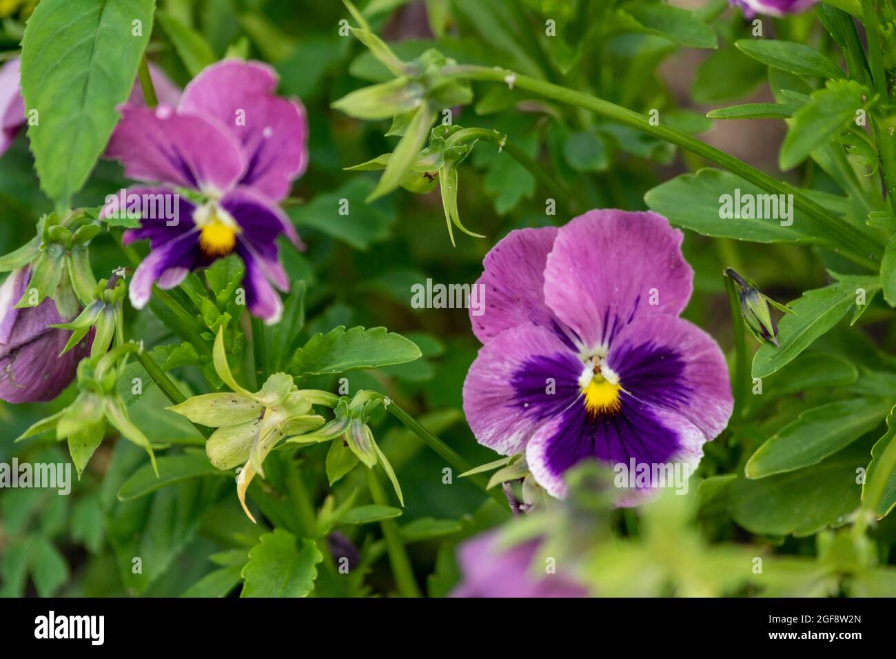 Arrangement of hybridization hi-res stock photography and images - Alamy