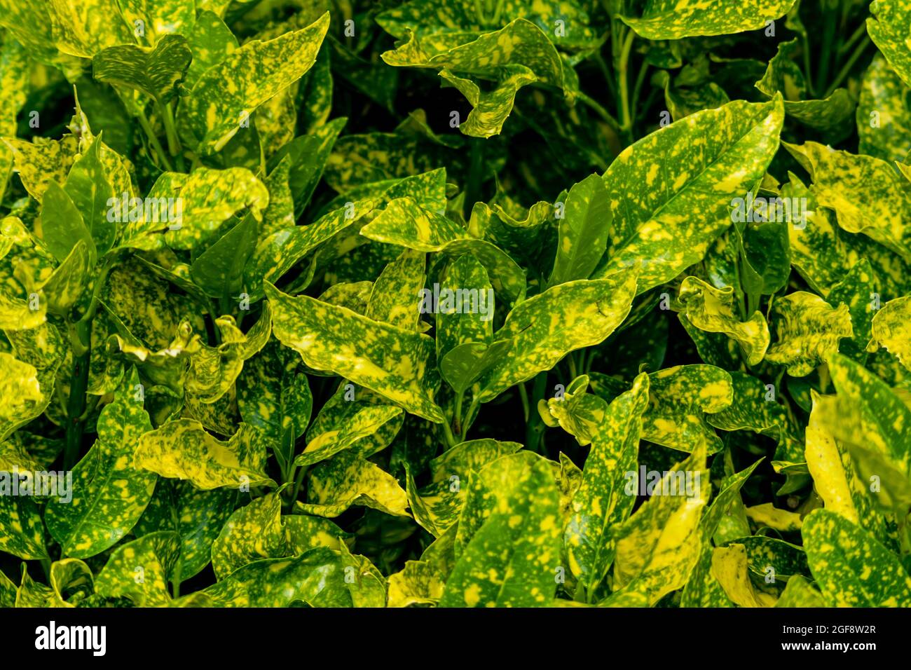 Green Japanese laurel plant leaves with yellow spots and some darker ...