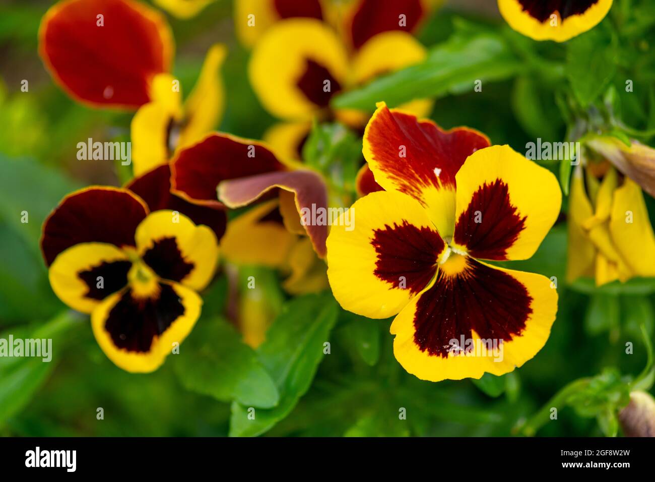 Arrangement of hybridization hi-res stock photography and images - Alamy