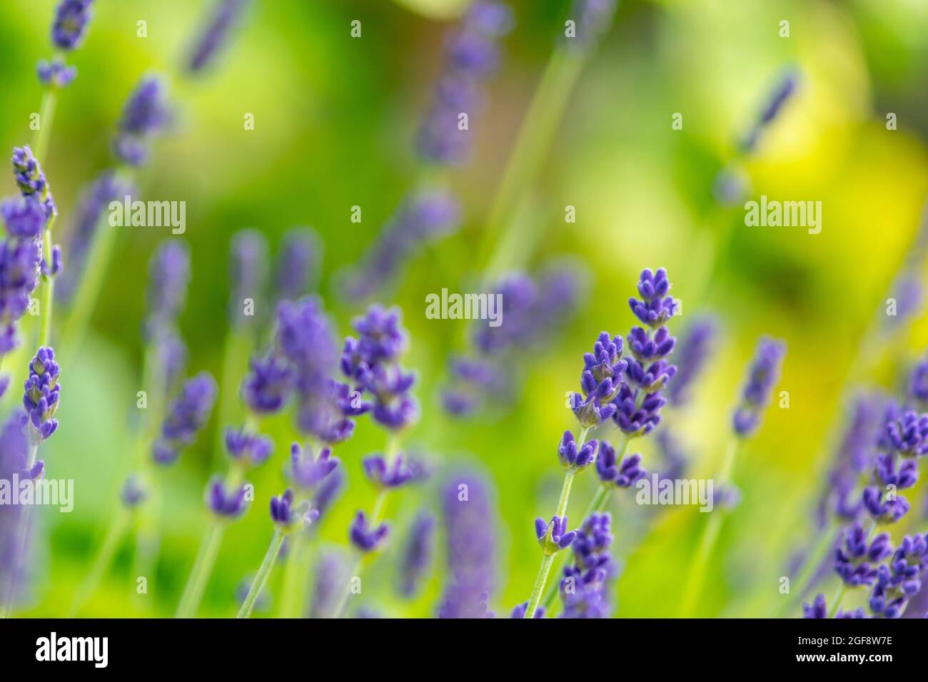 Bunch of lavender plants flowering in shallow depth of field. Lavender ...