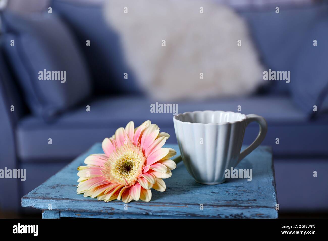 Pink gerbera with cup on blue table in a room Stock Photo - Alamy
