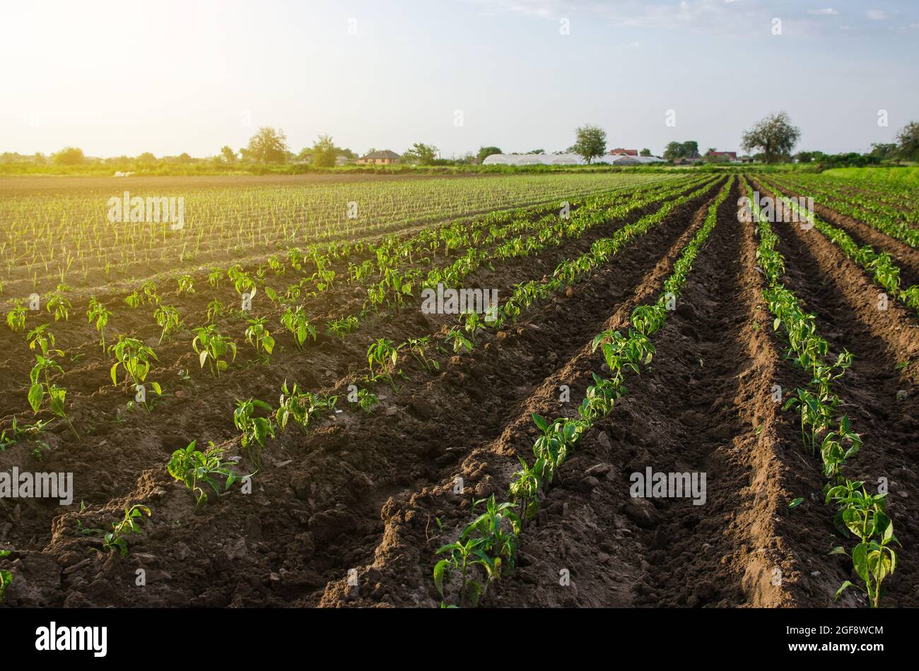 Spicy capsicum pepper plantation at sunset. Growing vegetables outdoors ...