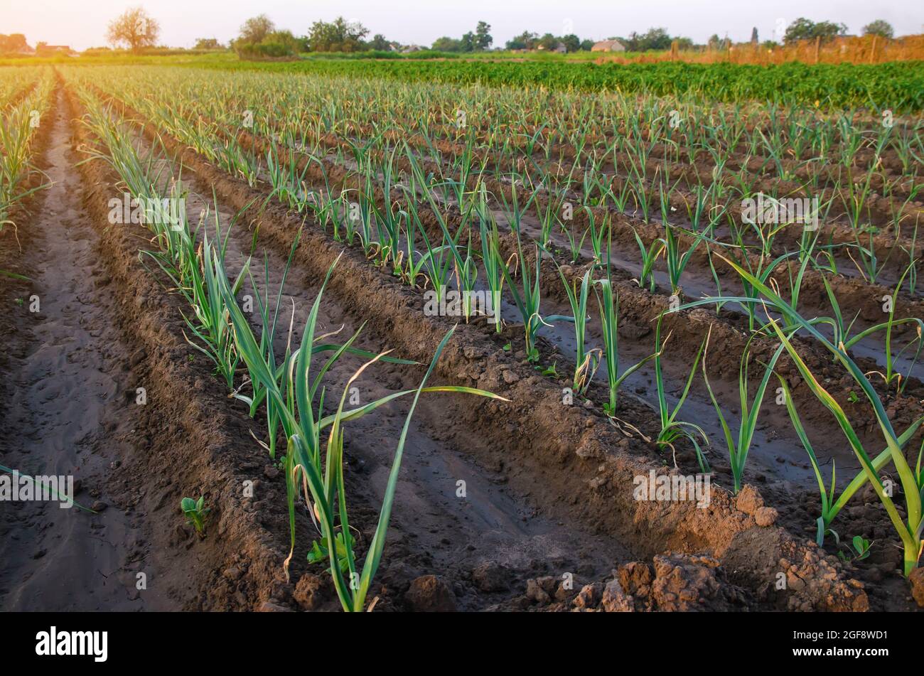 Leek plantation hi-res stock photography and images - Alamy