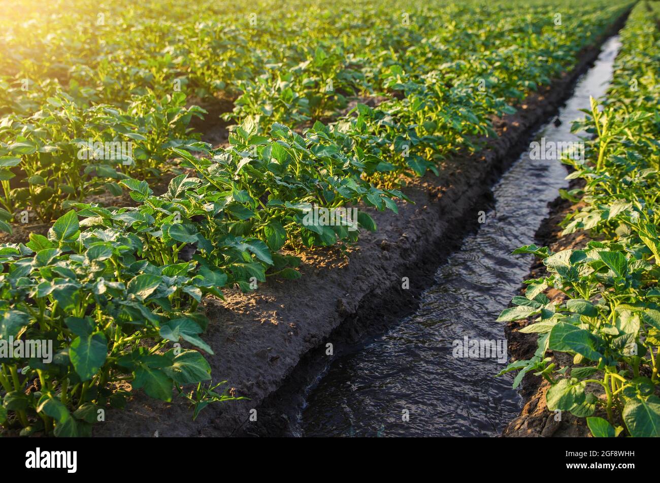 Potato growing regions hi-res stock photography and images - Alamy
