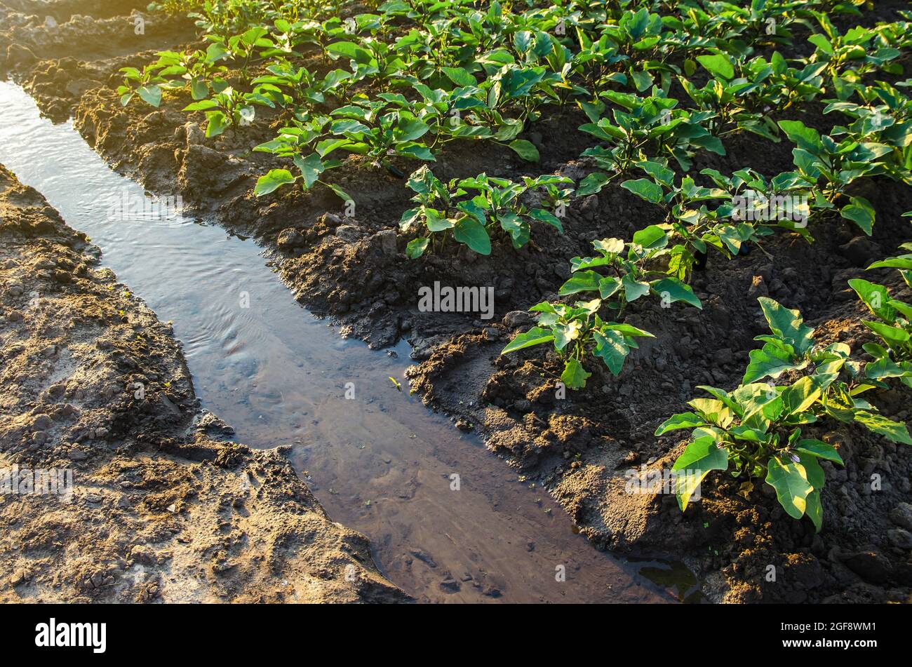 Irrigation canal with water on a farm plantation. Watering the ...