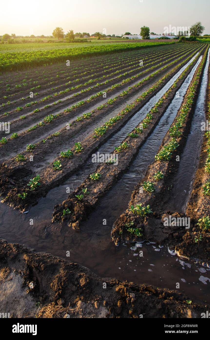 Watering the potato plantation. Water flows between rows of potato ...