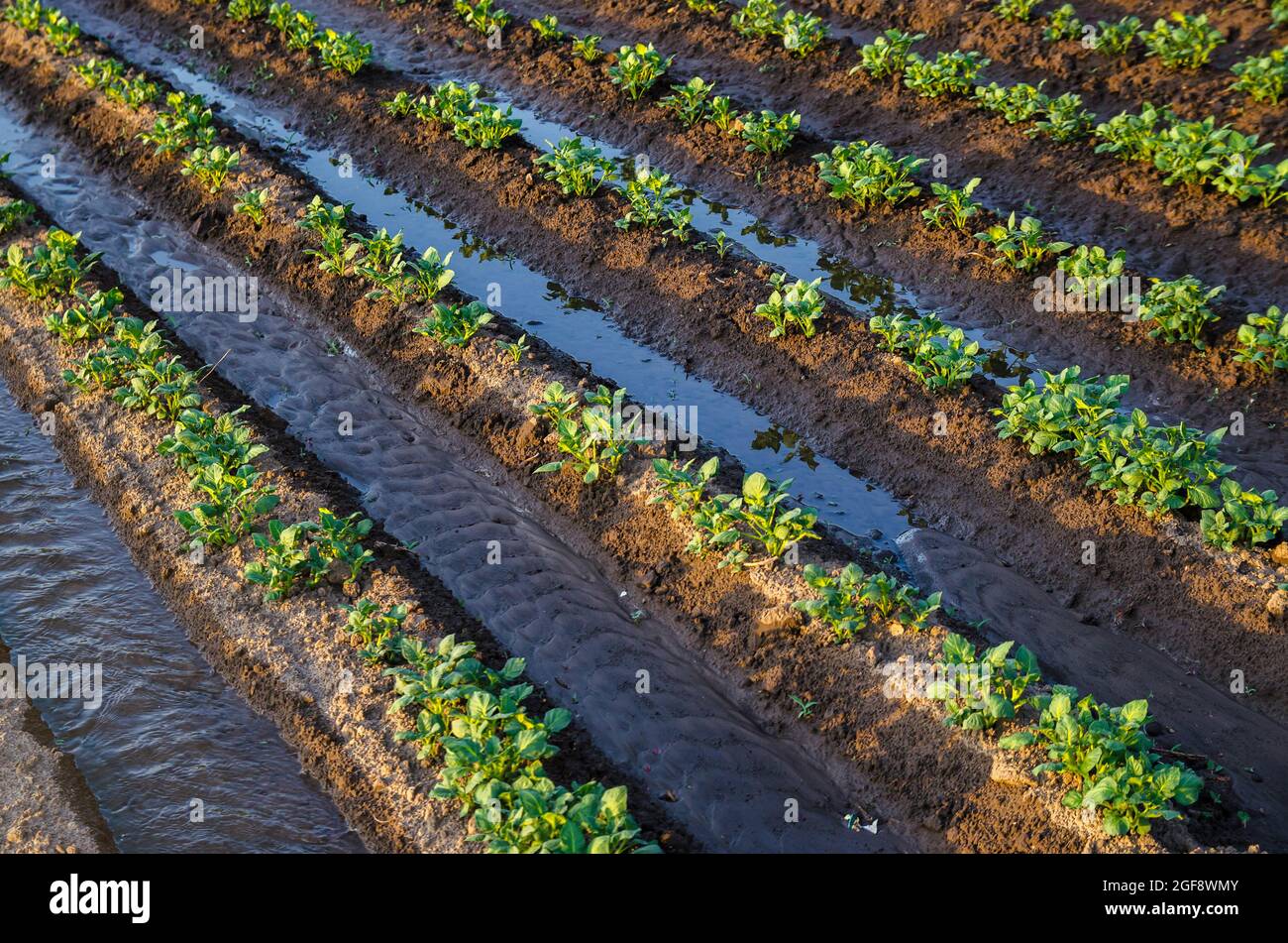 Freshly watered potato plants. Surface irrigation of crops on ...