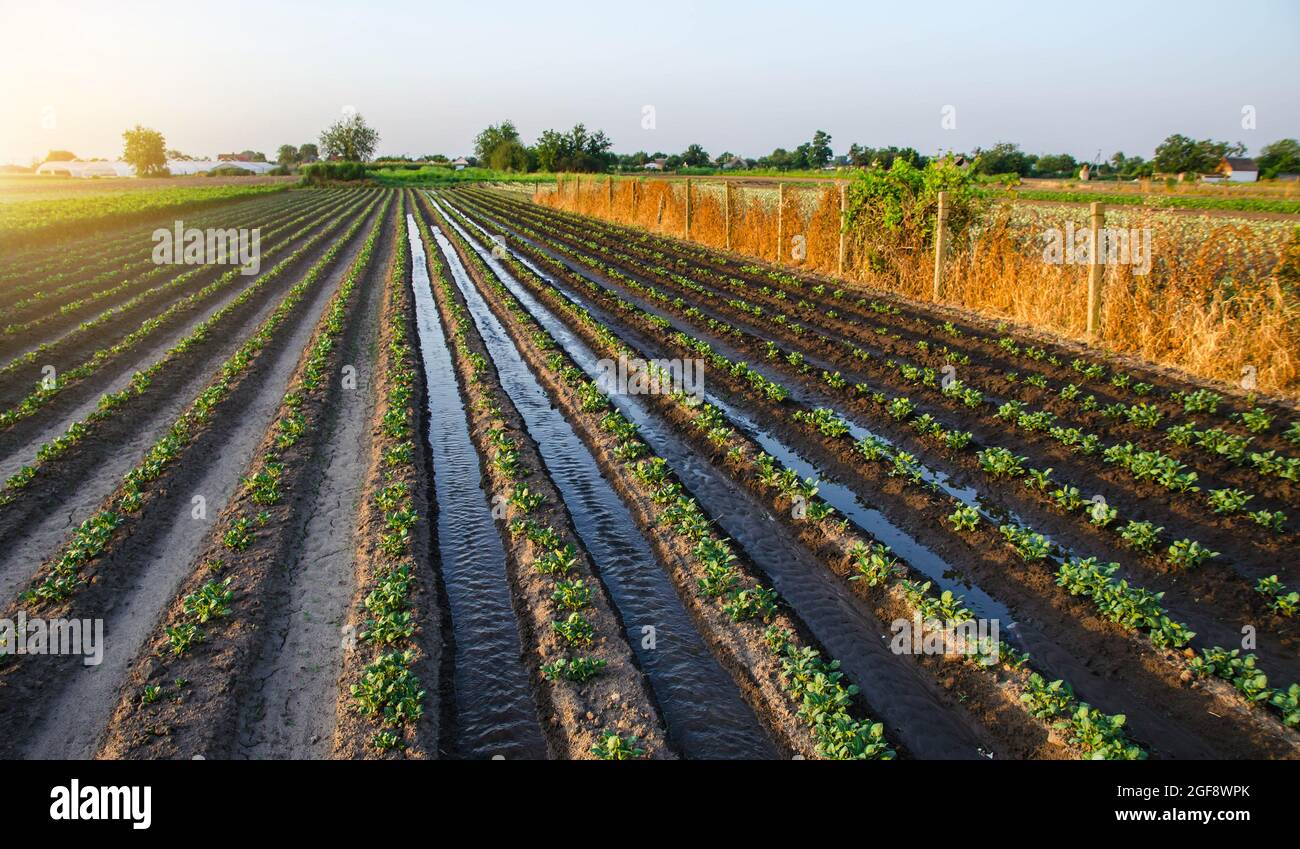 Watering the potato plantation. Water flows between rows of potato ...