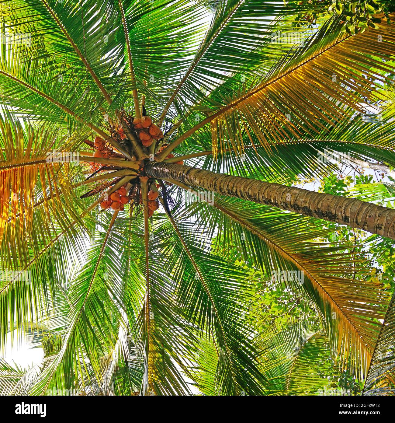 coconut tree background Stock Photo - Alamy