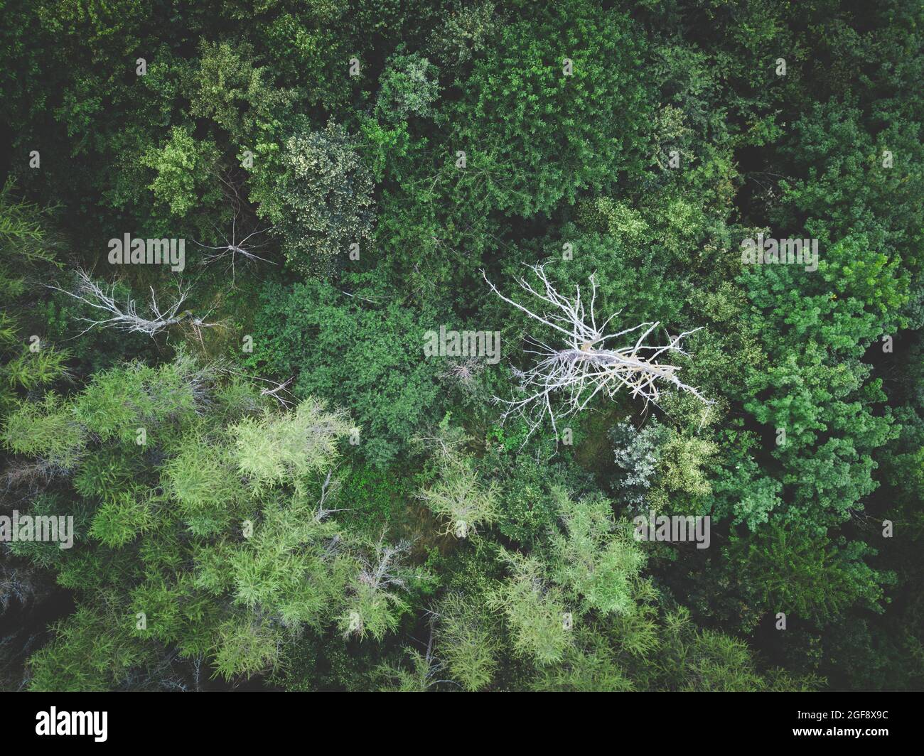 Aerial photo of green trees Stock Photo - Alamy